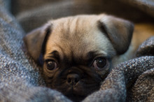 Pug Nosed Puppy Free Stock Photo - Public Domain Pictures