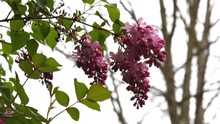 Syringa Tree With Leaves & Berries Free Stock Photo - Public Domain ...