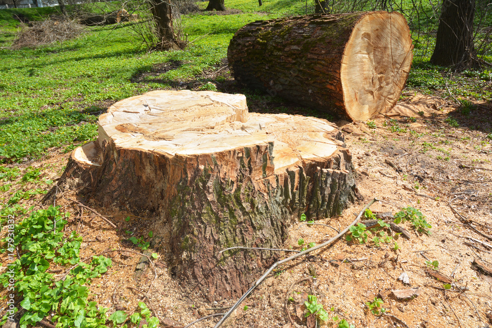 Tree Cutting Photo. Felled tree. Deforestation concept and when a tree ...