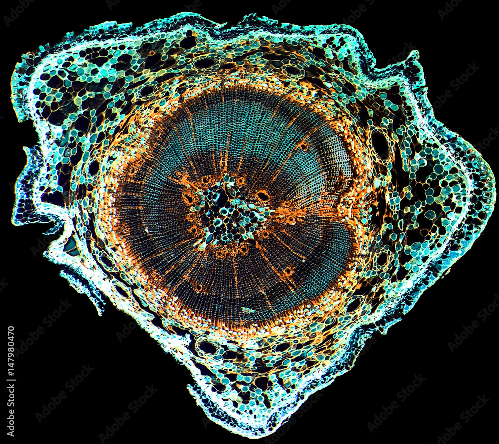 Transverse section of pine wood under microscope isolated on black ...