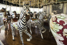 Merry Go Round Zebra Free Stock Photo - Public Domain Pictures