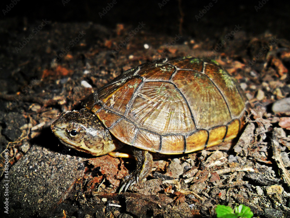 Foto de Stock Kinosternon integrum (Tortuga casquito) | Adobe Stock