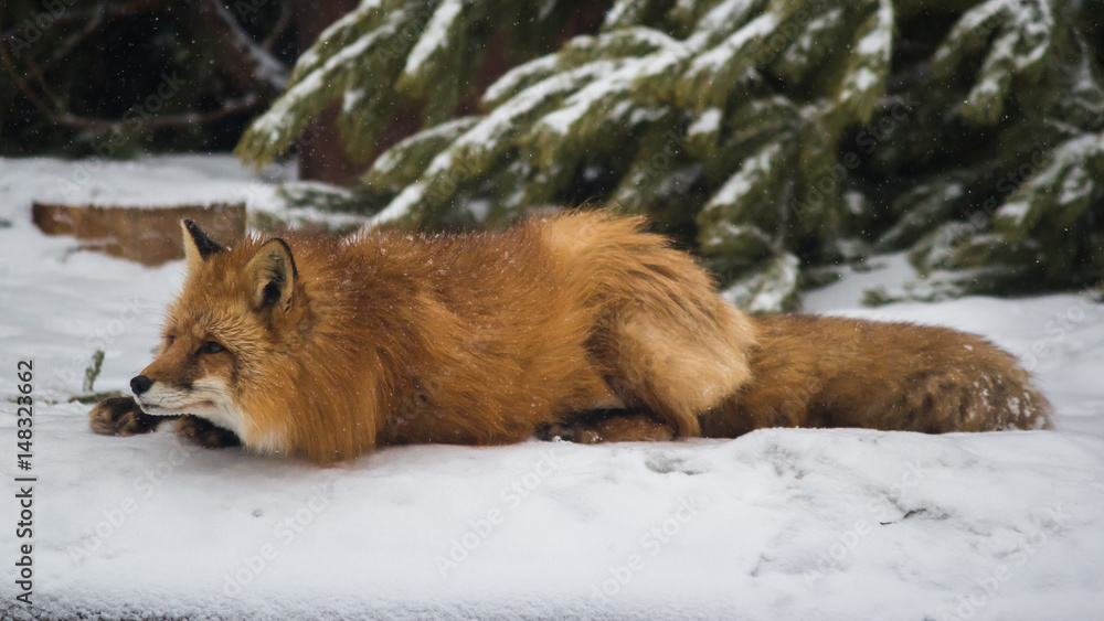 Red Fox preys on small rodents. Fox is a beast of medium size with an ...