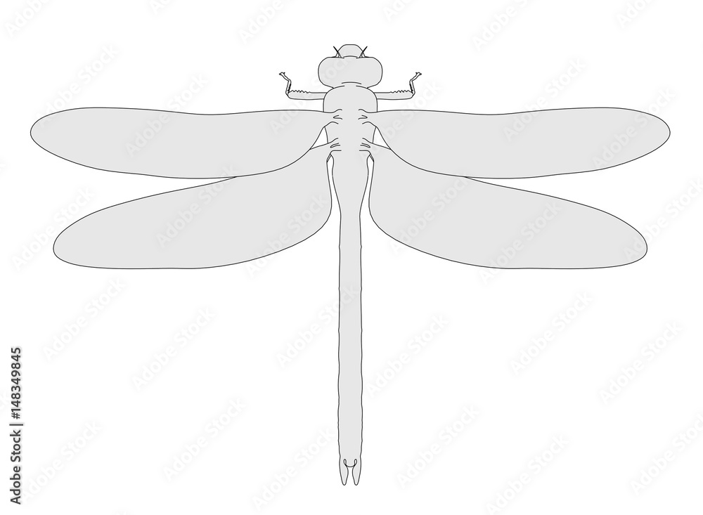 2d cartoon illustration of scroll Stock Illustration | Adobe Stock