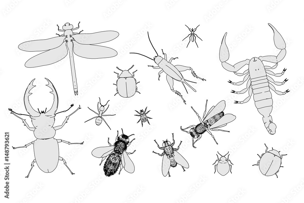 2d cartoon illustration of insect Stock Illustration | Adobe Stock
