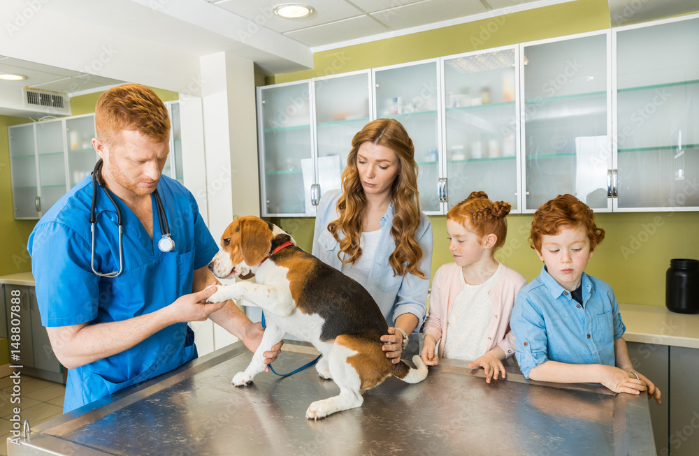 Veterinary examining Beagle dog at clinic, pet owners standing near ...