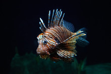 Lion Fish Free Stock Photo - Public Domain Pictures