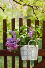 Lilac Fence Free Stock Photo - Public Domain Pictures