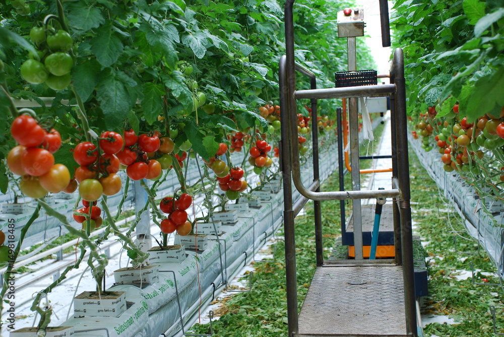 Photo Stock Snacktomaten Tomaten Nürnberg Deutschland Tomatenpflanze ...