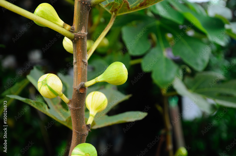 Close-up photo of fig fruit on trees in fig nursery. Fig is an exotic ...