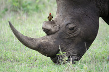 Rhino Free Stock Photo - Public Domain Pictures