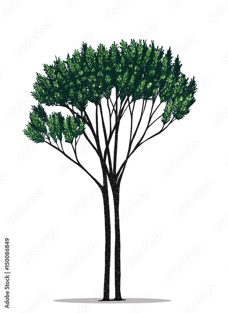 Tree vector by hand drawing.Yew tree on white background. Stock Vector ...