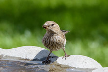 Pair Of House Finches Free Stock Photo - Public Domain Pictures