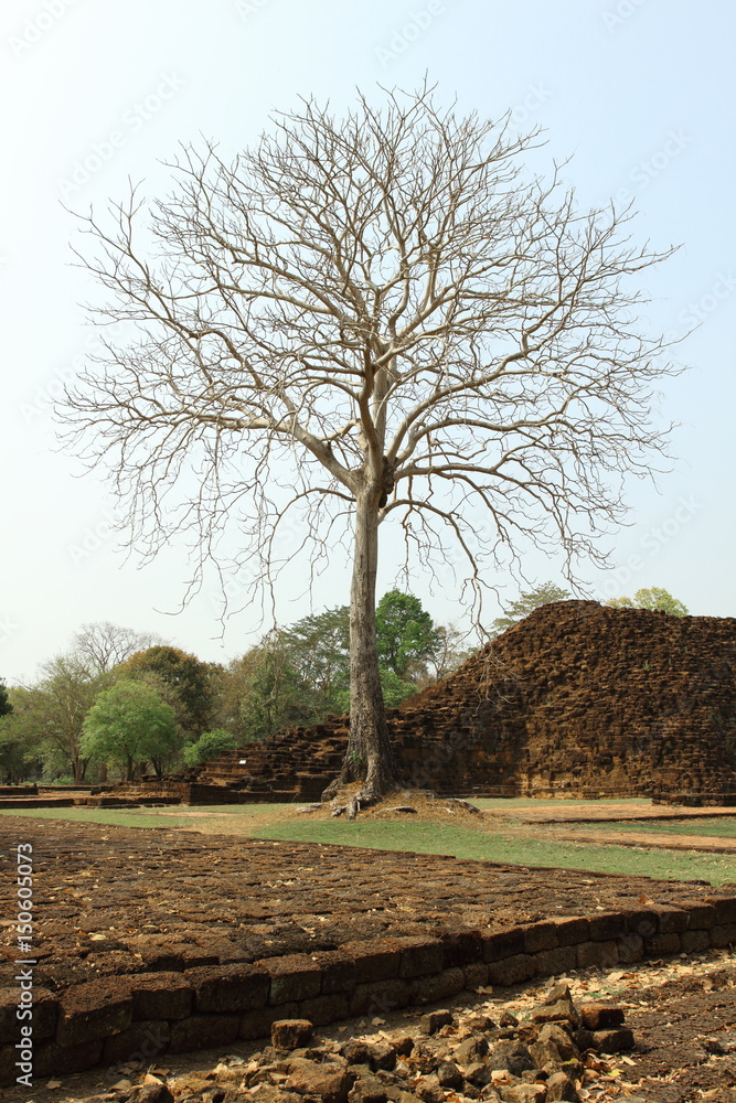 Standing dead tree among bricks from ruin ancient city at Si Thep ...