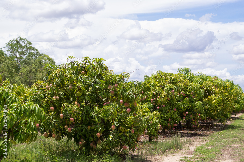 Mango farm near Mareeba Stock Photo | Adobe Stock
