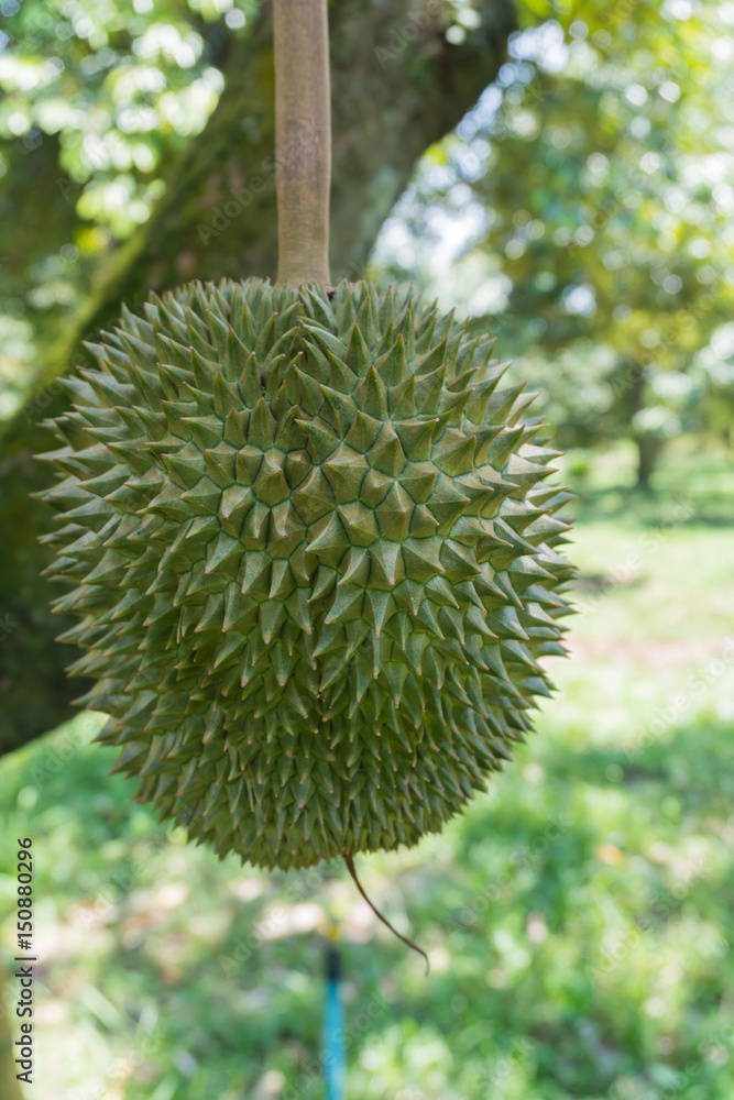 durian the king of fruits Stock Photo | Adobe Stock