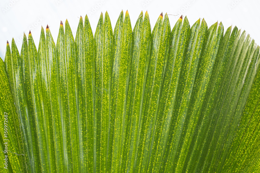 feuille palme palmier vert tropical flore végétal vert matière texture ...