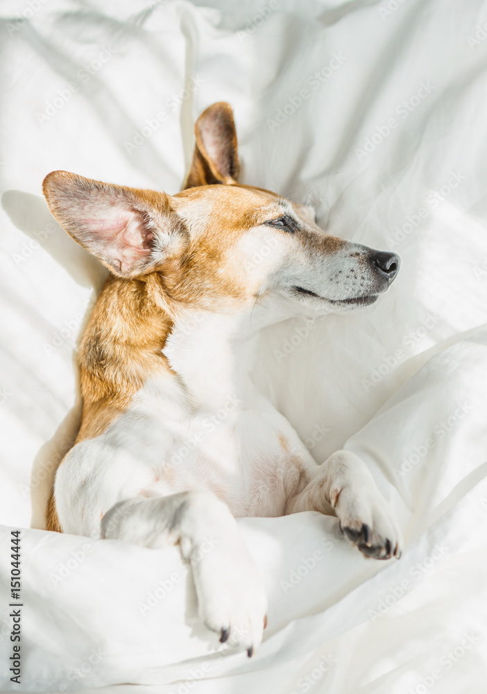 Happy Weekend Dog