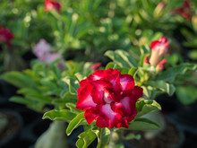 Red And White Miniature Rose Free Stock Photo - Public Domain Pictures