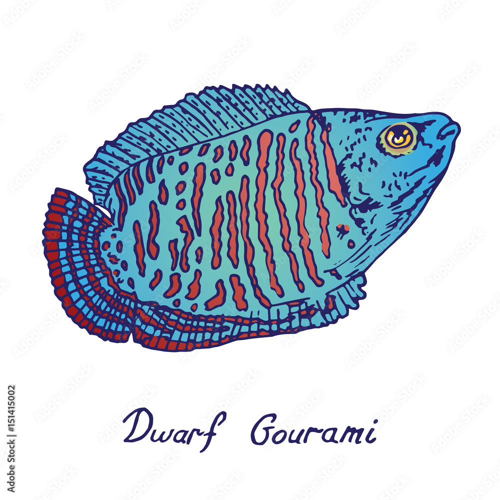 Dwarf Gourami (Trichogaster lalius), hand drawn doodle, sketch in pop ...