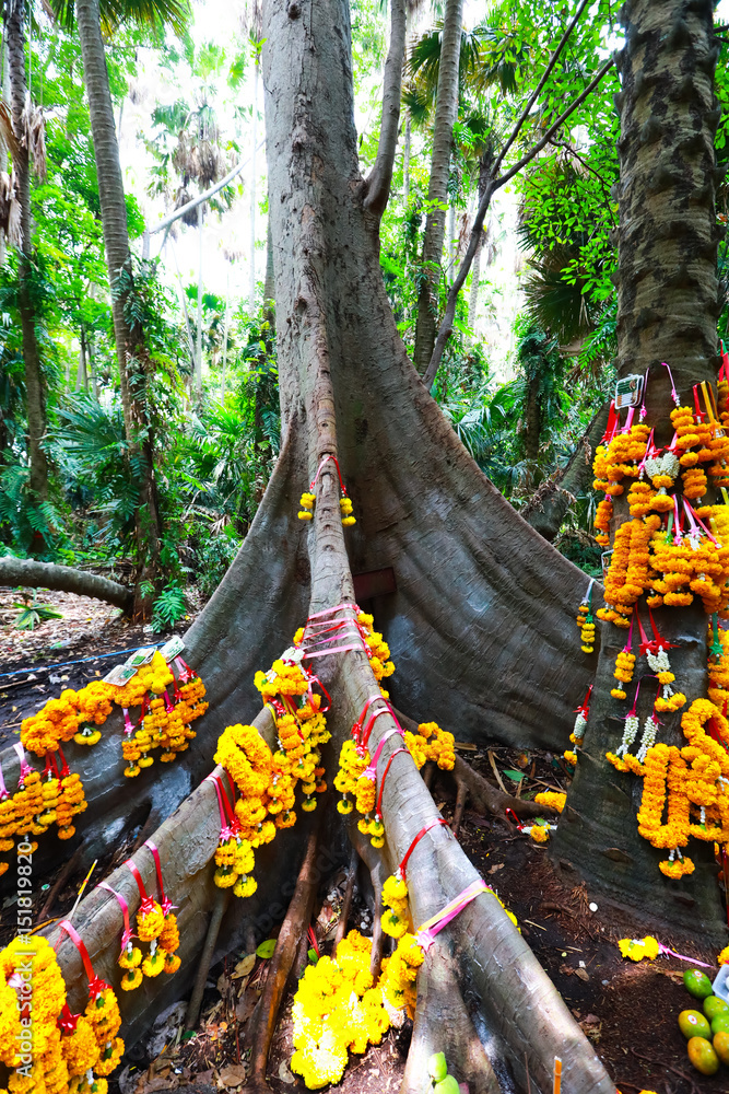 Holy pond ,Kham Chanod forest inside the temple. In Udon Thani at ...