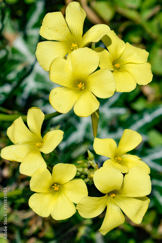 Yellow Sour grass flower - Oxalis pes-caprae Stock Photo | Adobe Stock