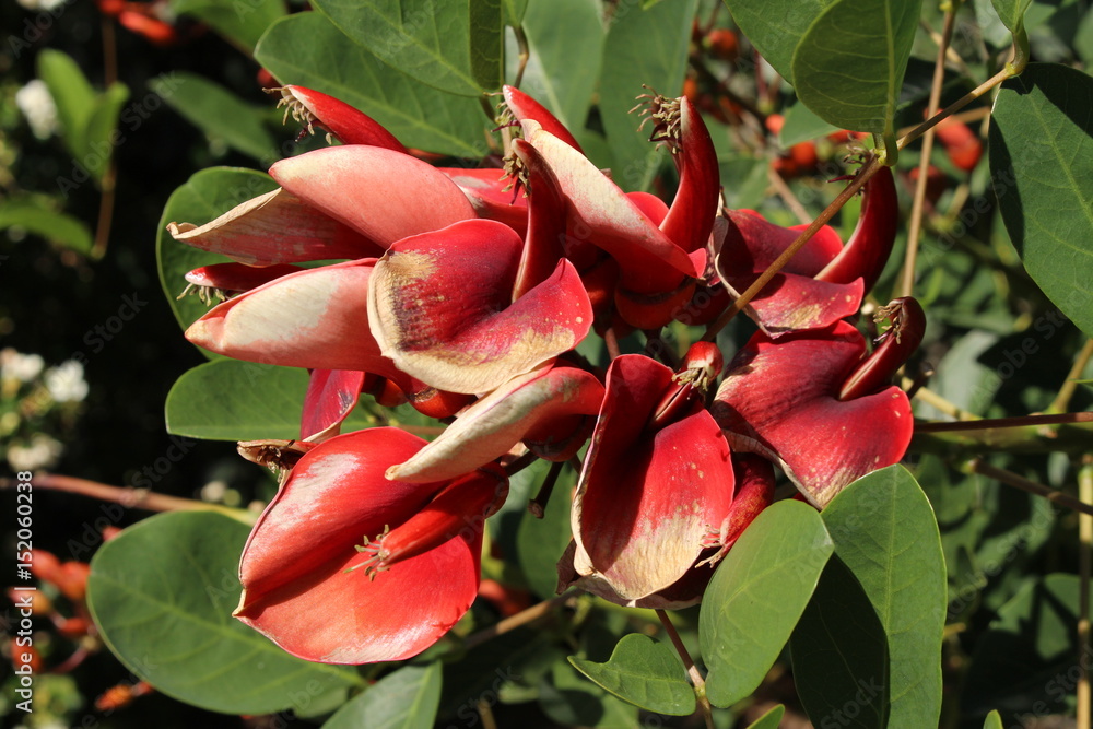 Red "Cockspur Coral Tree" flower (or Fireman's Cap Tree, Brazilian ...