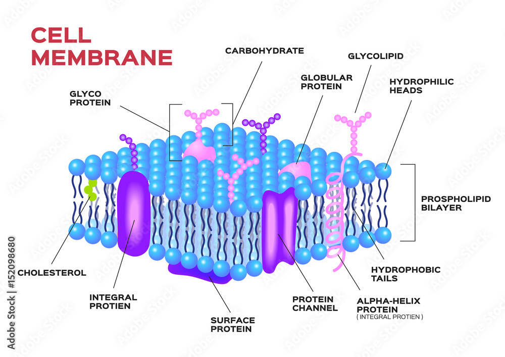Cell membrane vector . anatomy Stock Vector | Adobe Stock