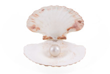 Ocean Clam Shell Free Stock Photo - Public Domain Pictures