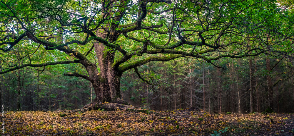 Scenic and big oak at autumn day in Finland. This oak is over 400 years ...