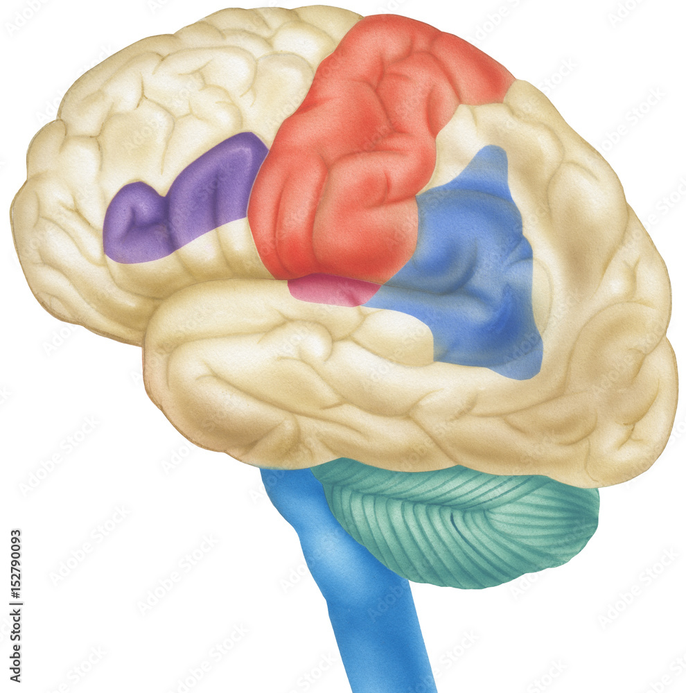 Side view of the human brain. Shown are the parietal lobes, sensory ...