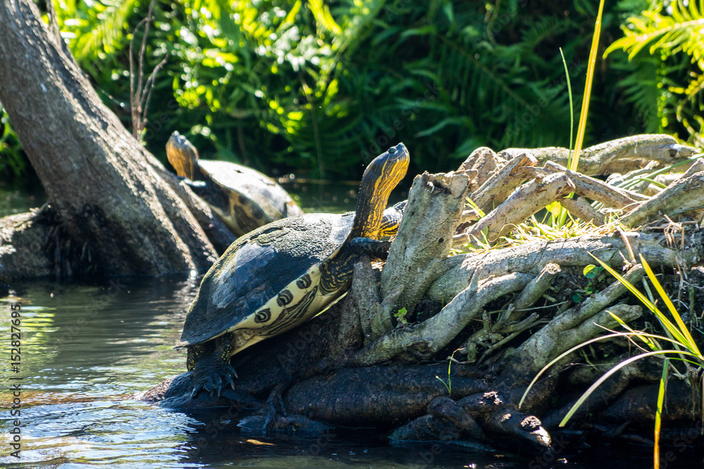 mangrove swamp flora and fauna Stock Photo | Adobe Stock