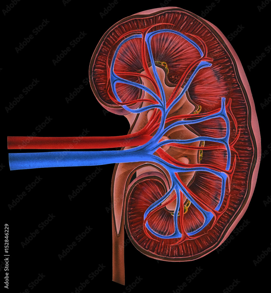 Anatomy of a human kidney, cutaway cross section. Shown are the renal ...