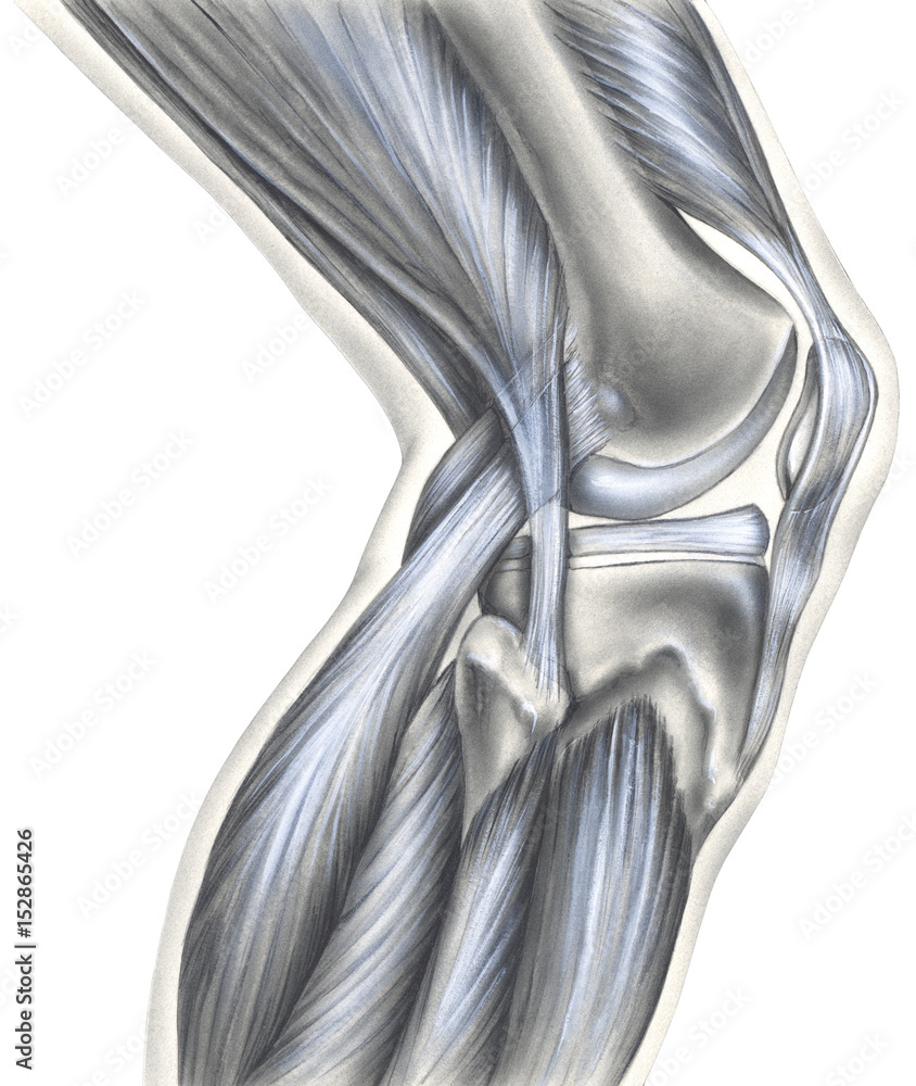 Illustration Stock The bony view (left) shows the femur, cut edge of ...