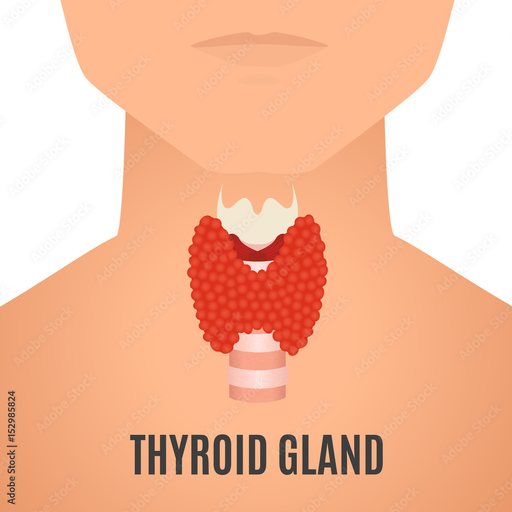 Thyroid gland diagram. Thyroid gland and trachea shown on a silhouette ...