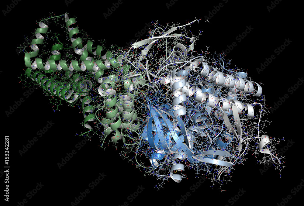 Mitochondrial complex II (succinate dehydrogenase, avian) Enzyme ...