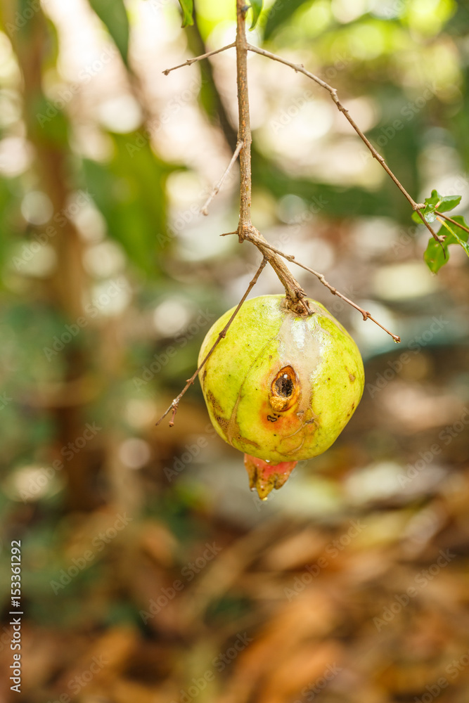 Pomegranate fruit that is biting by pests and diseases Stock Photo ...
