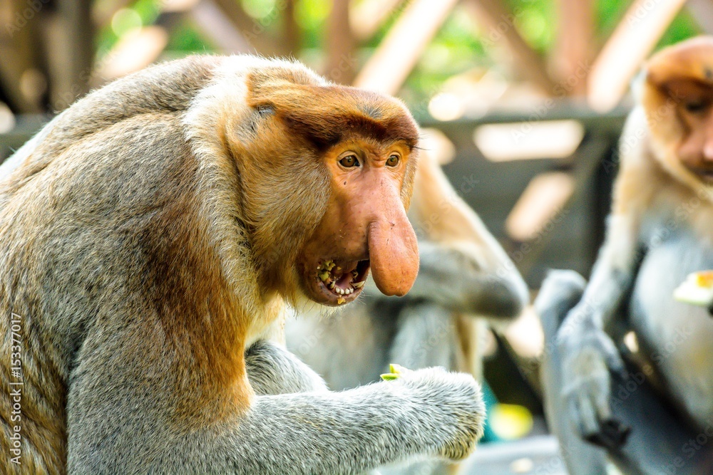 Close up of a highly Endangered Proboscis Monkey (Nasalis larvatus ...