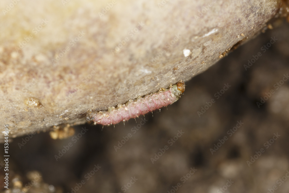 Larvae of Central American potato tuberworm (Guatemalan potato moth ...