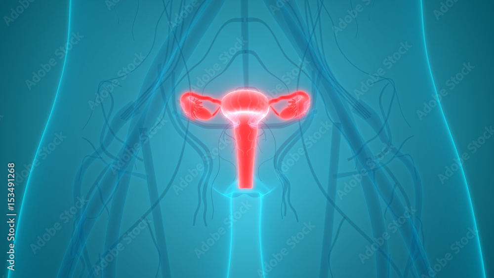 Female Reproductive System Anatomy Stock Illustration | Adobe Stock