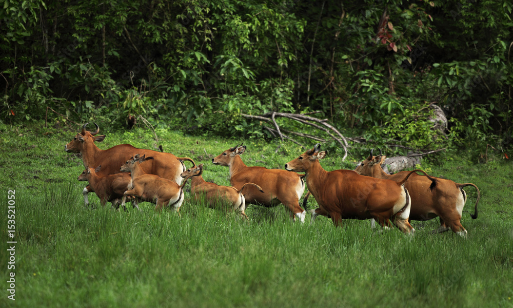 Banteng (Bos javanicus) a species of wild cattle found in Southeast ...