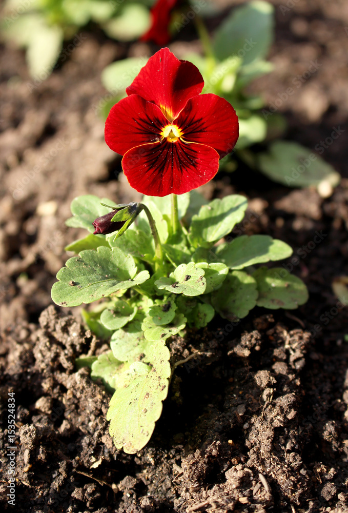 Red violet Stock Photo | Adobe Stock