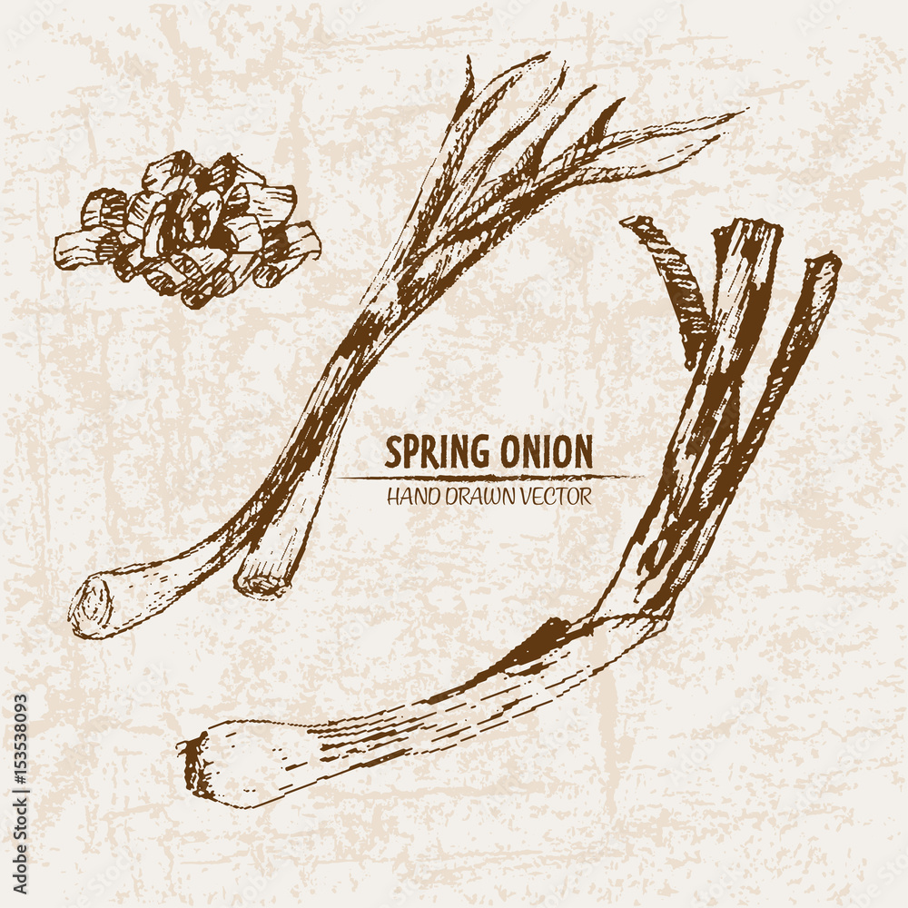Digital vector detailed line art spring onion vegetable hand drawn ...