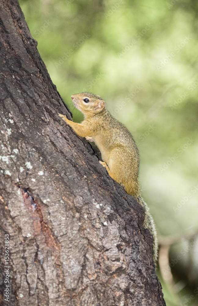 Smith's Bush Squirrel (Paraxerus cepapi) Climbing a Tree in Northern ...