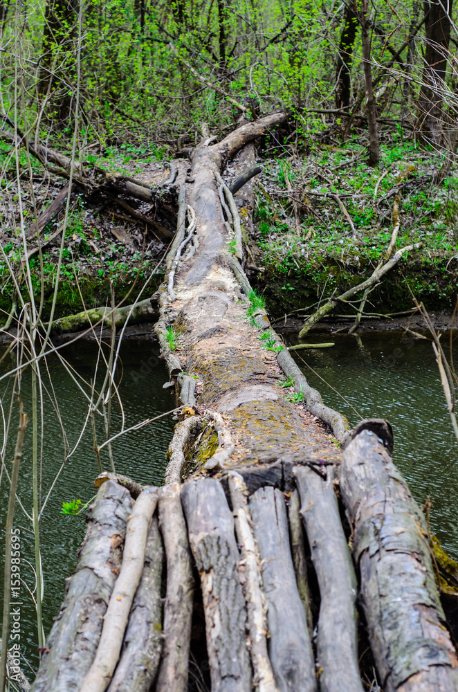 Photo Stock Trunk of the tree using as a bridge across river | Adobe Stock