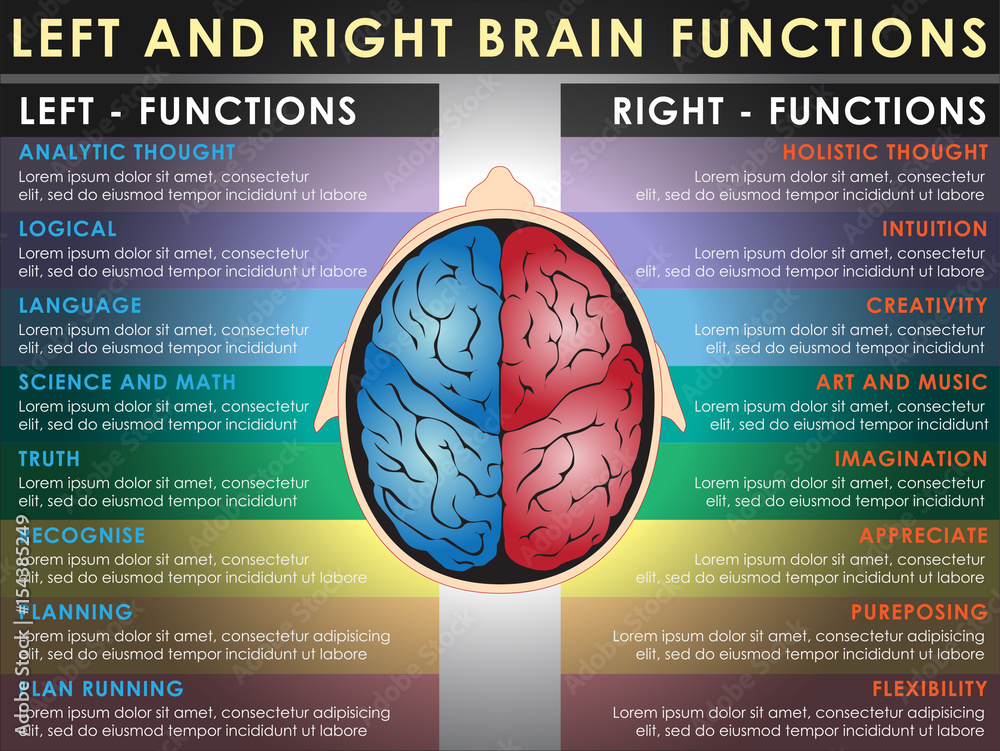 Left and right brain functions, Cerebral function. Vector and ...