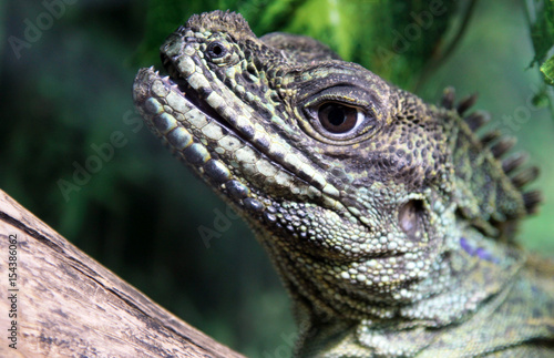 Portrait of Weber's sailfin lizard (Hydrosaurus weberi), endemic to ...