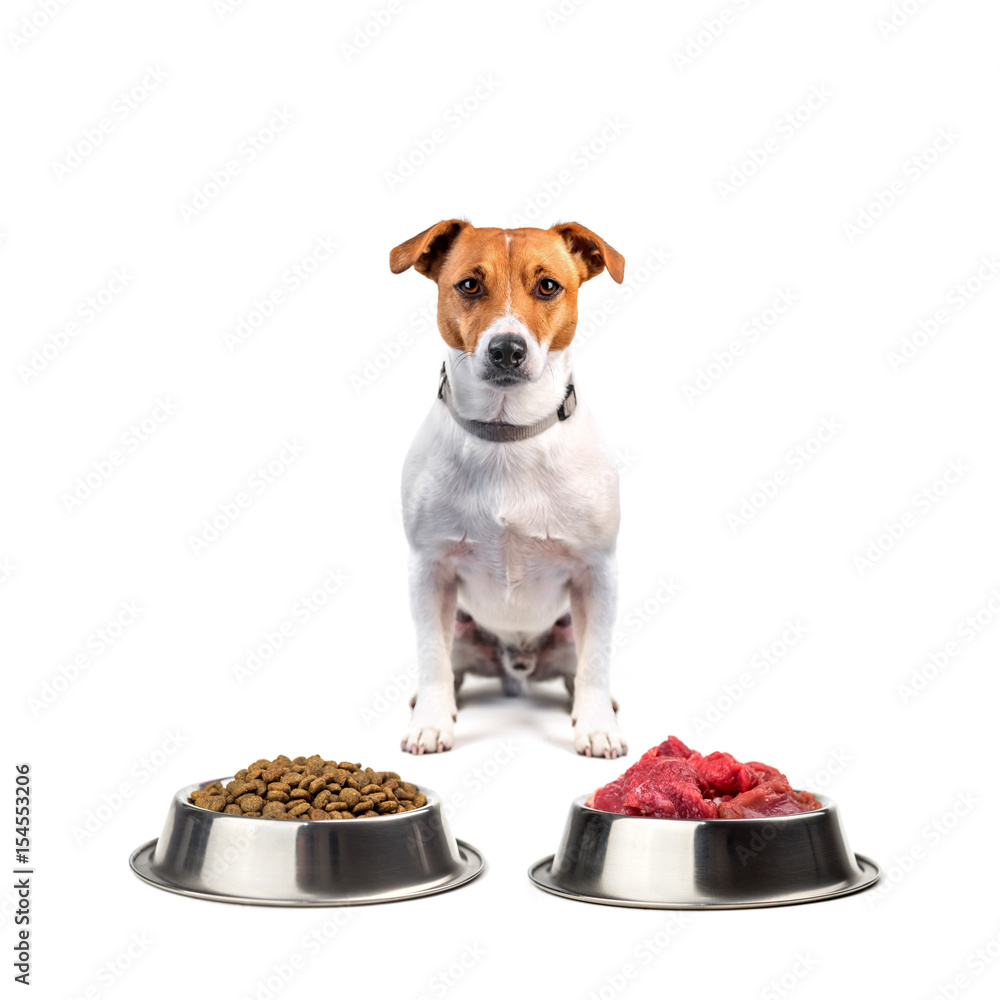 jack russel with food Stock Photo | Adobe Stock