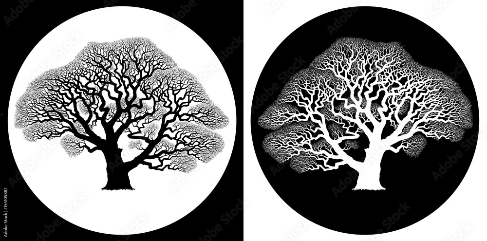 Oak Tree Skeleton - black on white and white on black skeleton ...