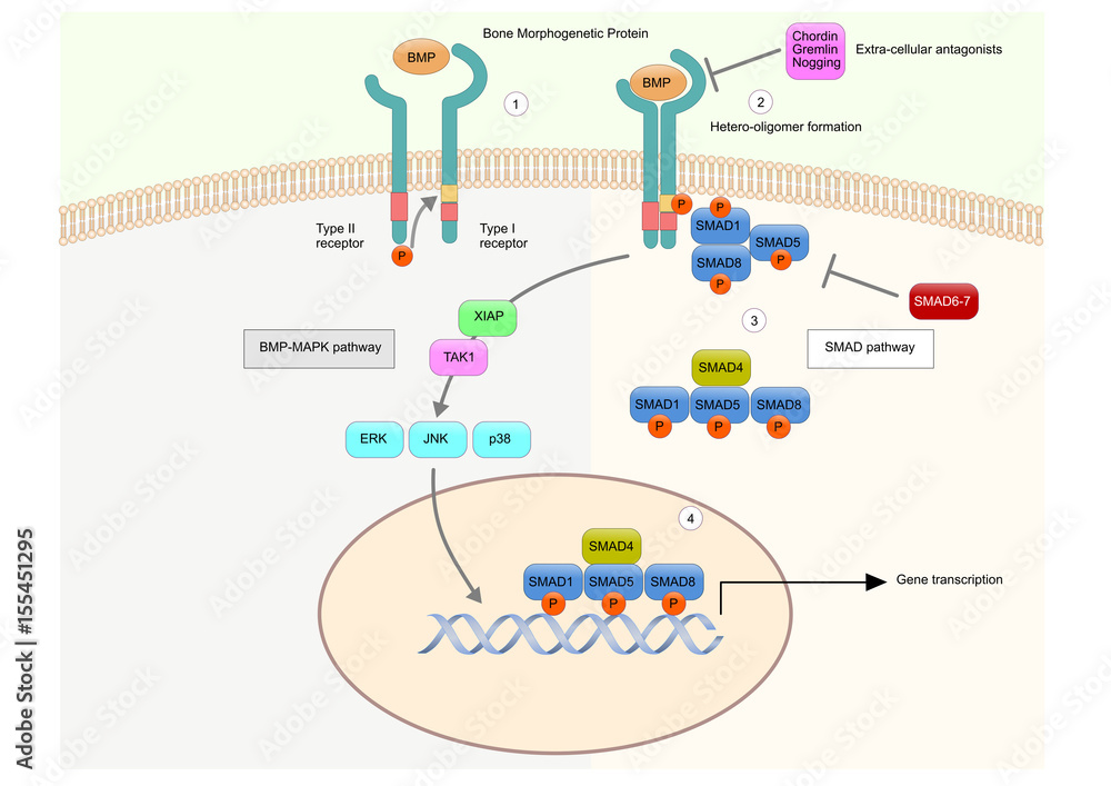 Bone morphogenetic protein (BMP) and its mechanism of action の Stock ...